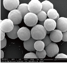 Immunodiagnosis Polymer Carboxyl Magbeads 2.8μm 10 mg / mL 5 mL