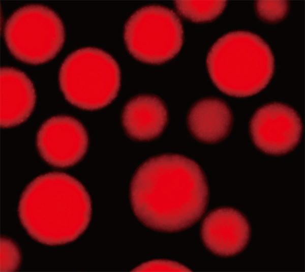 1000 mL Agarose Carboxyl Magbeads For Protein Purification 20% Volume Ratio