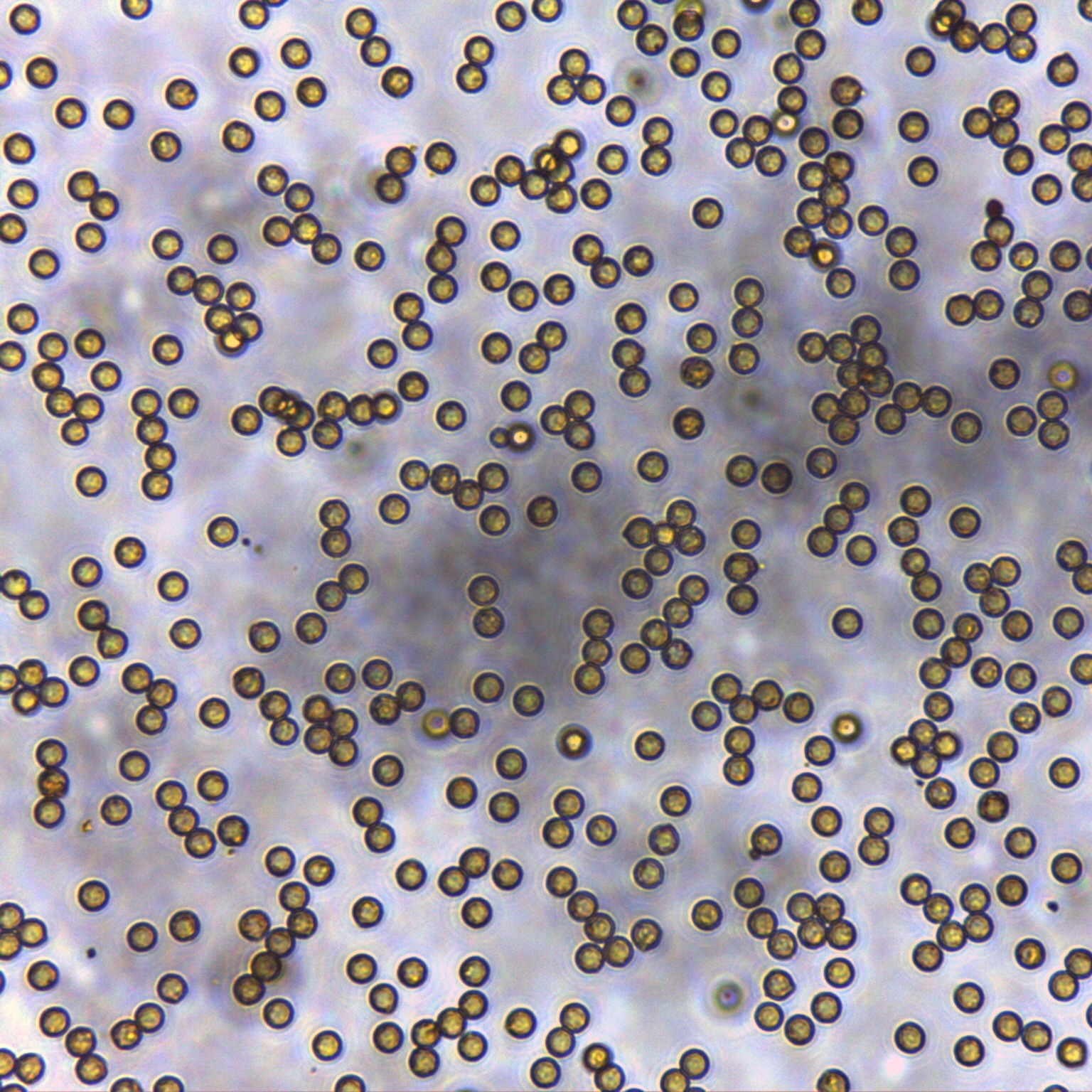 5μm Streptavidin Magnetic Beads For Probe Capture 10 mg / mL 100 mL