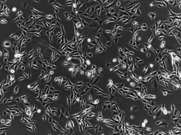 25cm2 TCT Flask Vent Cell Culture Consumables Lab Application